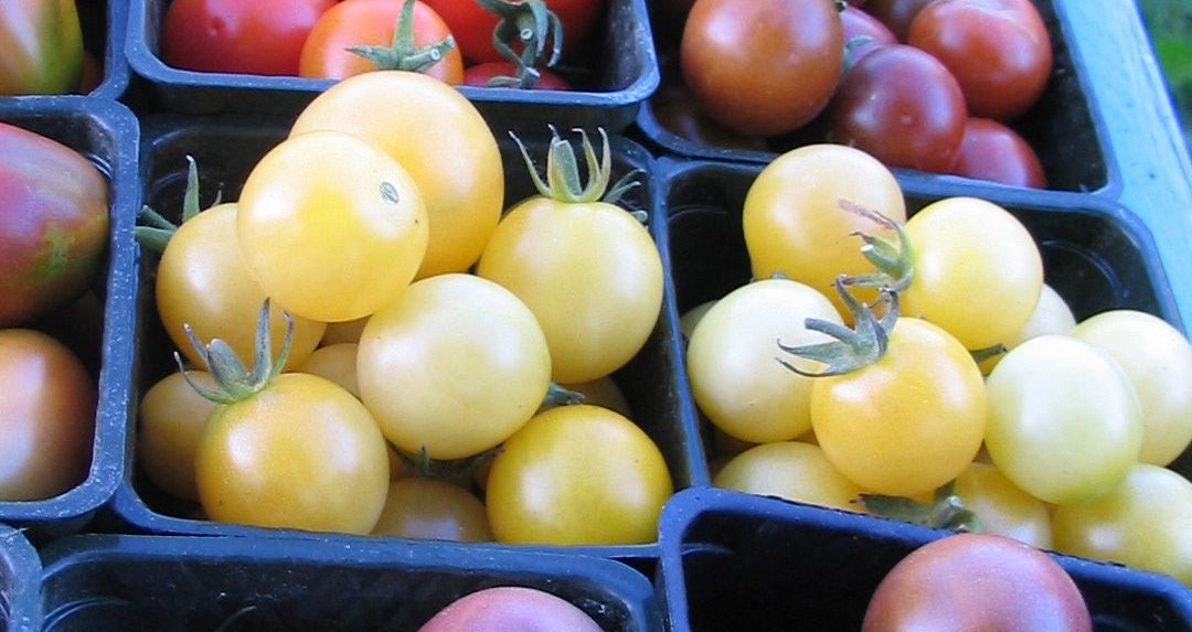 Jack off whites Tomato - Heirloom Seedhouse