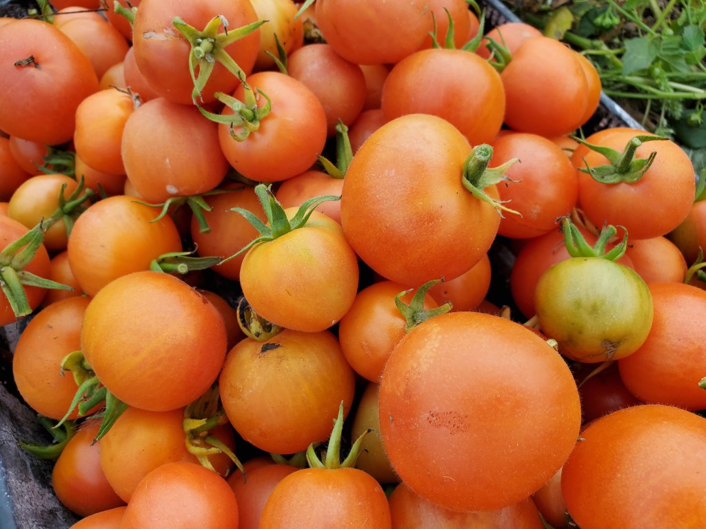 Orange Peach - Heirloom Seedhouse