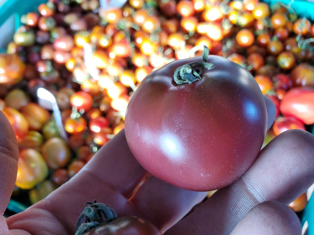 Karma Purple Tomato - Heirloom Seedhouse