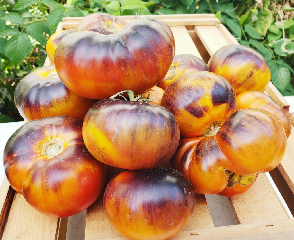 Blue Pineapple - Heirloom Seedhouse