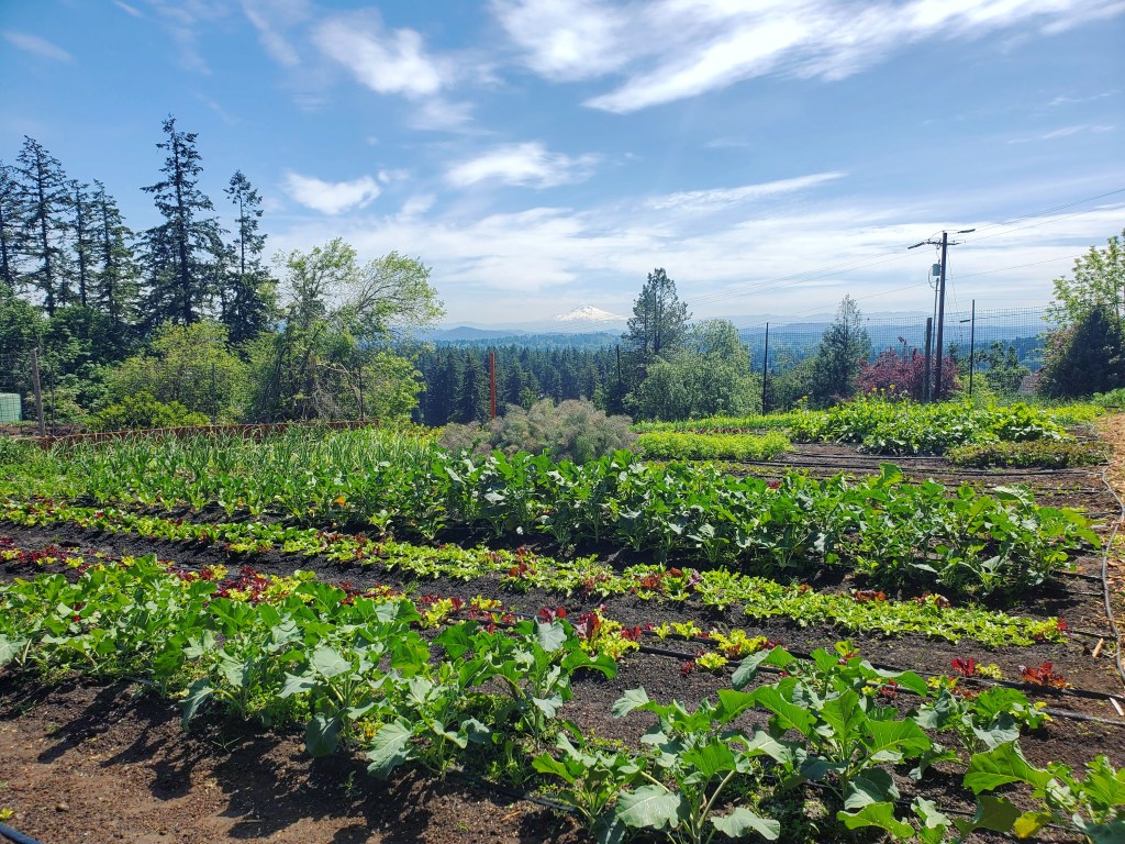 Culinary Garden Design and Installation – Heirloom Seedhouse