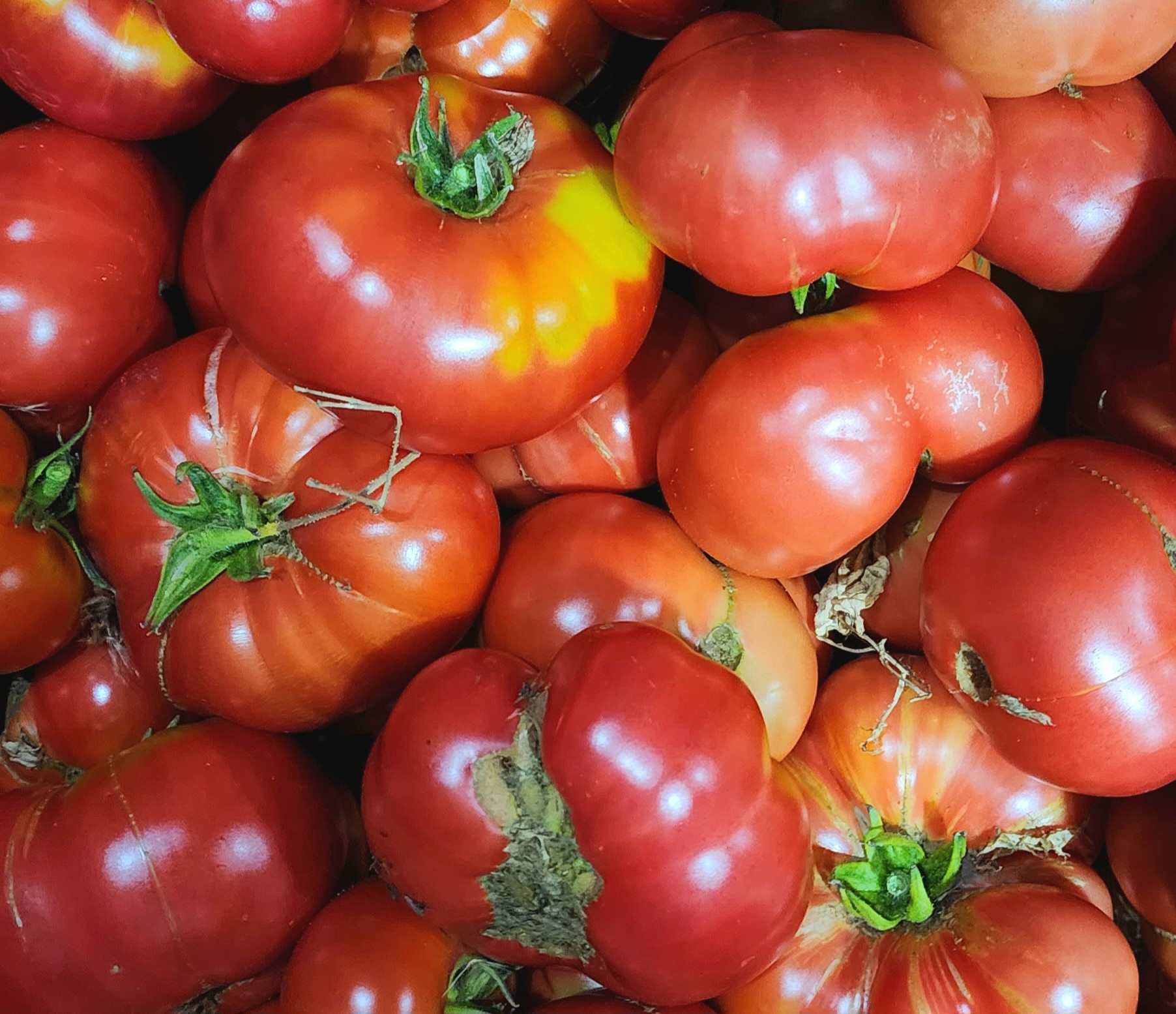 Bola kanacin Tomato - Heirloom Seedhouse