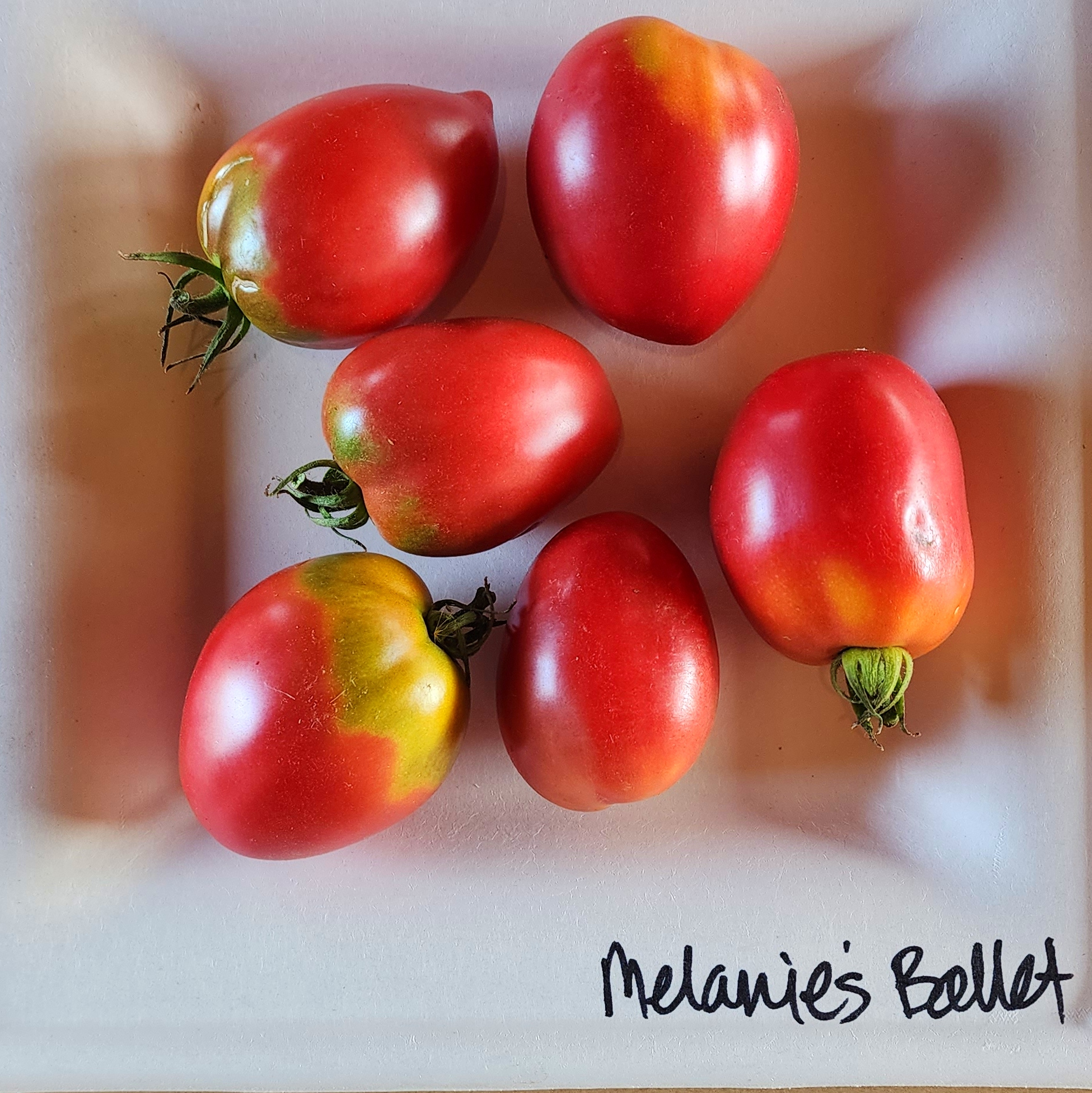 Dwarf Melanies Ballet Tomato - Heirloom Seedhouse